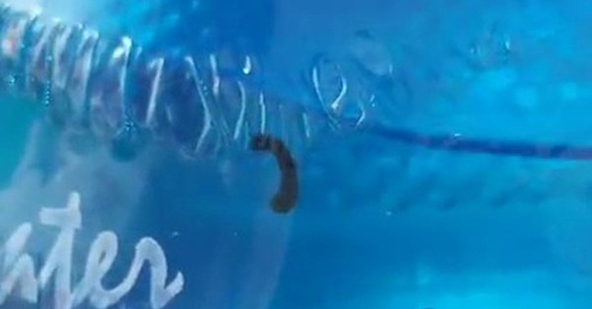 Tin tức, hình ảnh, video clip mới nhất về con đỉa