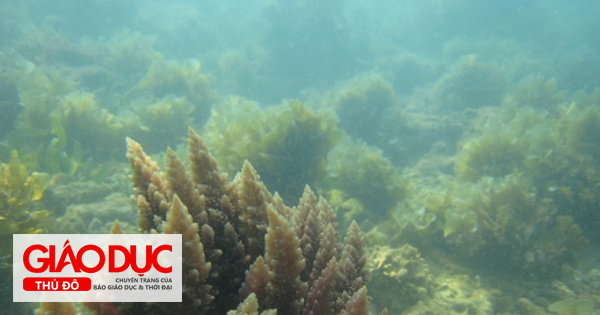 Đồ uống lợi khuẩn từ rong đỏ Việt Nam