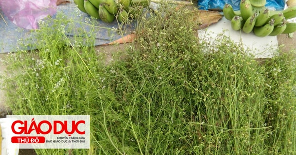 Lý giải phong tục tắm lá mùi vào chiều 30 Tết