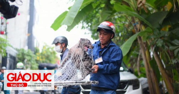 TPHCM: Đội săn bắt chó thả rông bắt được gần chục con chỉ sau vài tiếng