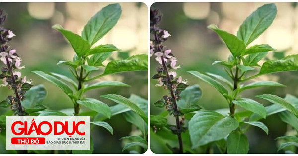 Lá húng quế và những lợi ích với sức khỏe