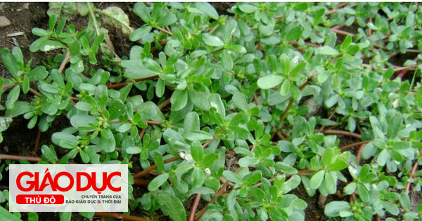 Bài thuốc từ cây rau Sam thường dùng trong dân gian