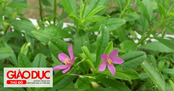 Sâm đất hỗ trợ điều trị bệnh tiểu đường, cao huyết áp