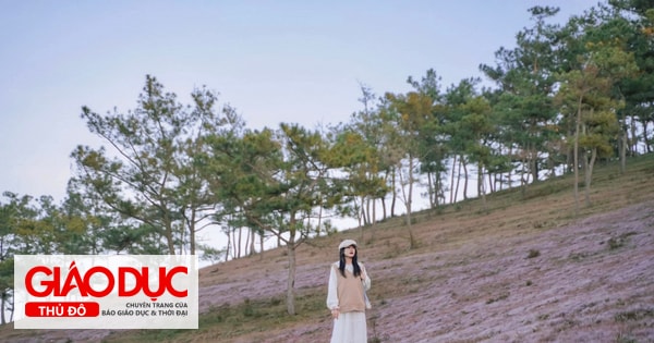 Cỏ hồng phủ sương tuyết, Đà Lạt đẹp mộng mơ