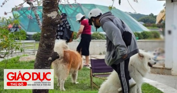 Vụ đưa chó ra chiếm gốc mai ở Đà Lạt: 3 thanh niên bị phạt
