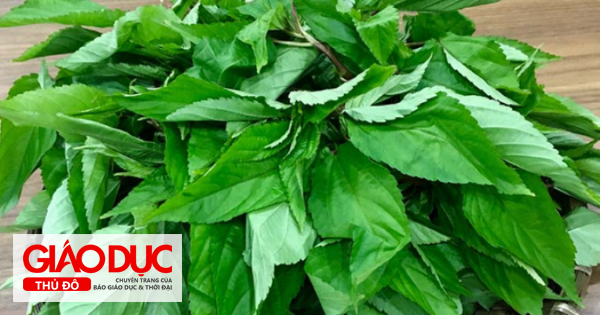 Bật mí những tác dụng của rau đay đối với sức khoẻ